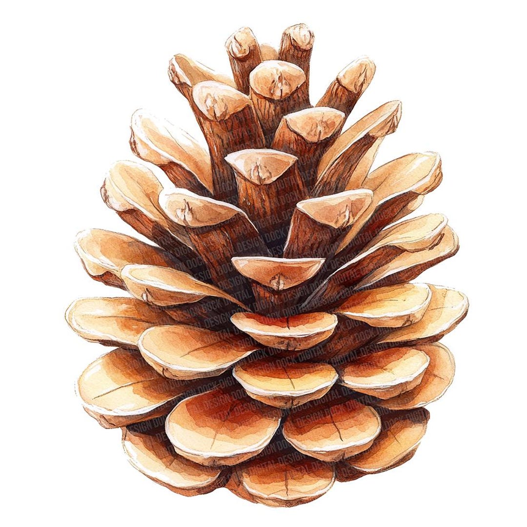 Pine Cone PNG Clipart, 12x Watercolor Pinecone Clip Art Set, Printable ...