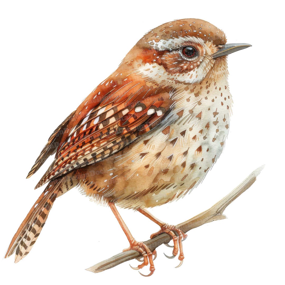 12 Wren Clipart, Watercolor Bird Clipart, Printable Watercolor Clipart ...