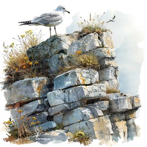 12x Seagulls Clipart, Gulls Nesting Cliffs Clipart, Printable ...