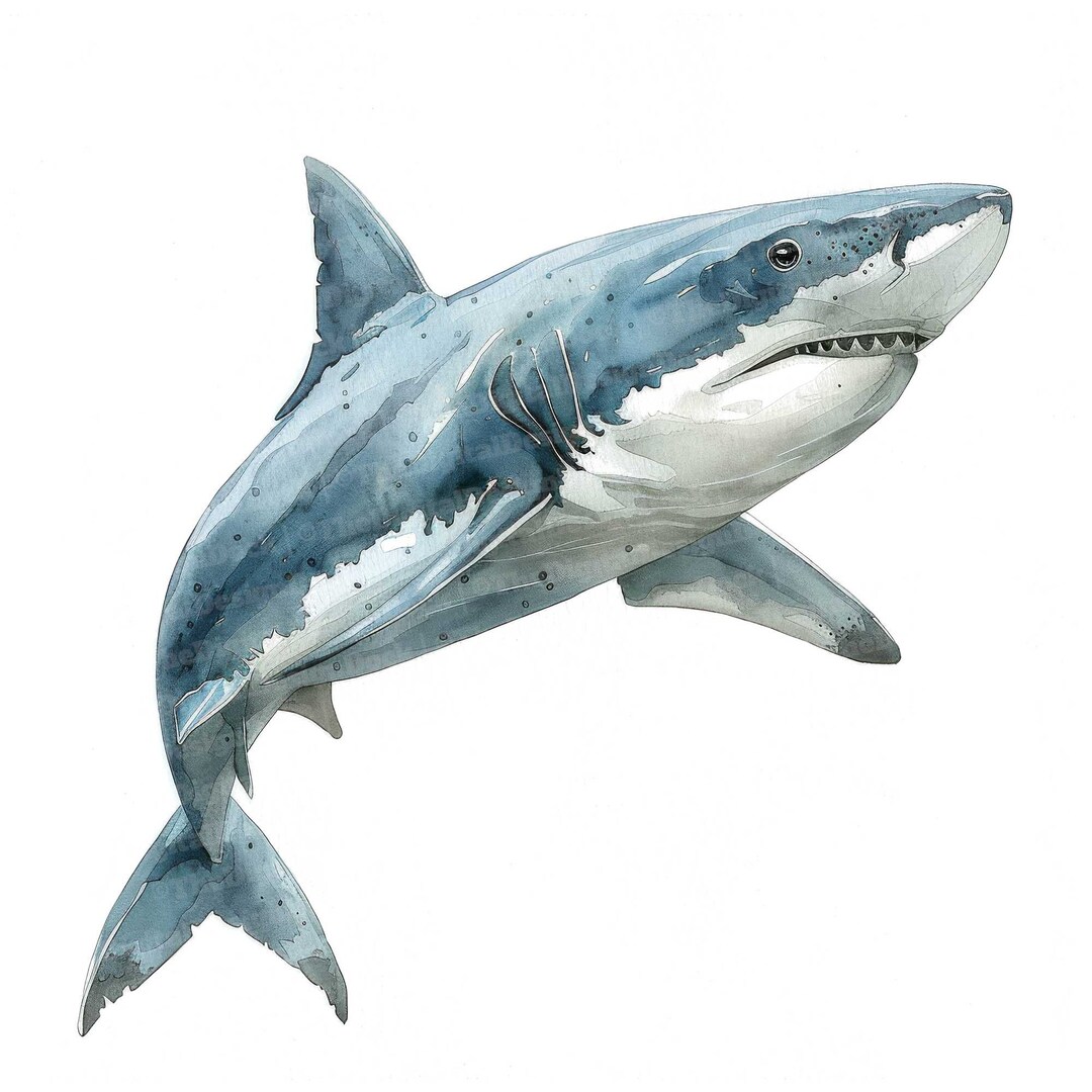 Shark Clipart, 12 Jpgs, Great White Shark Clipart, Printable Watercolor ...