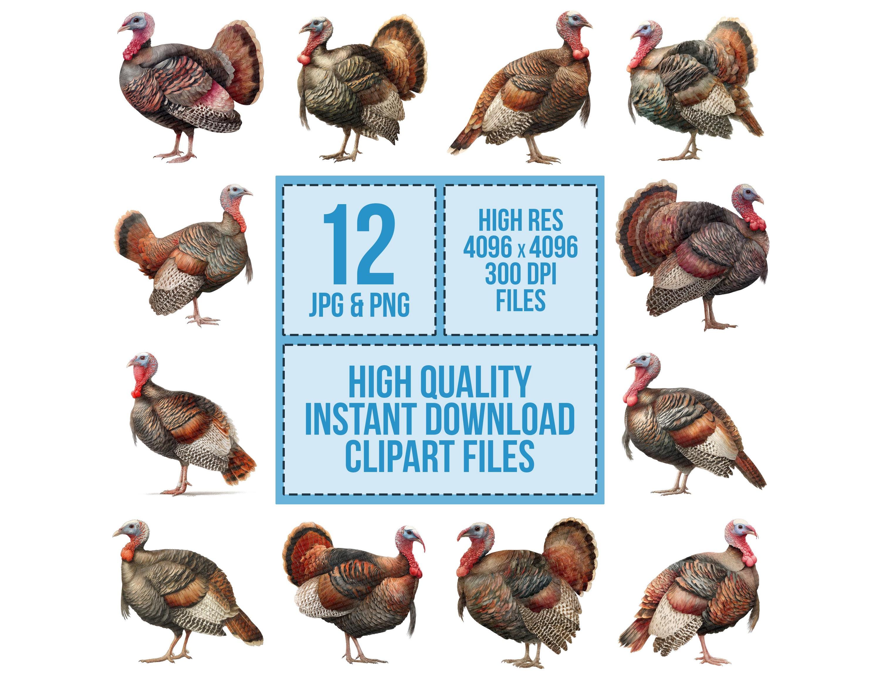 Turkey Side Profile Clipart, 12 Watercolor Turkey Pngs, Farm Bird Clip ...
