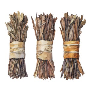 12x Smudge Stick PNG Clipart, Herb Bundles Clip Art, High Quality ...