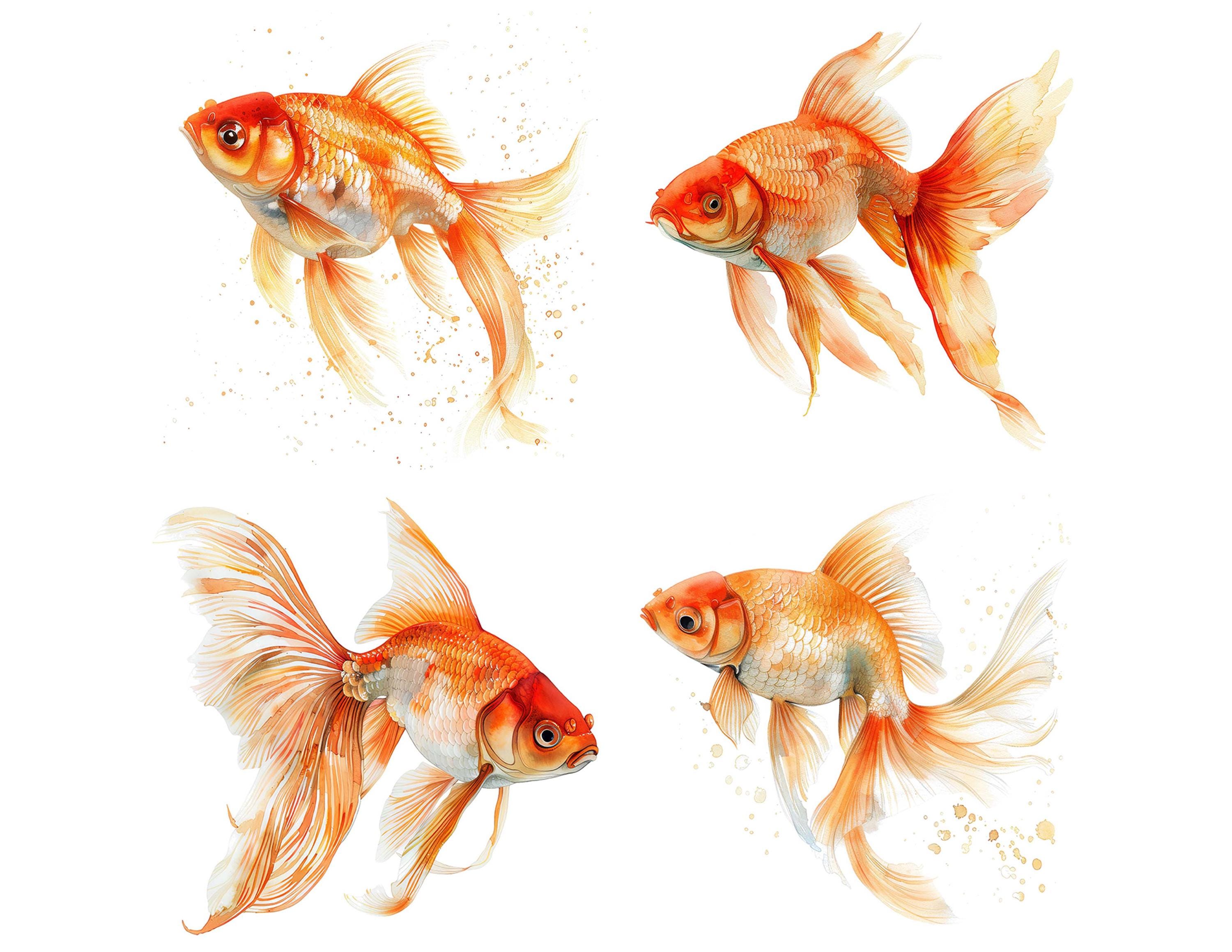 12x Watercolor Goldfish PNG Clipart, Fancy Fish With Flowing Fins Art ...