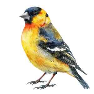 12 Goldfinch Clipart, Watercolor Bird Clipart, Printable Watercolor ...