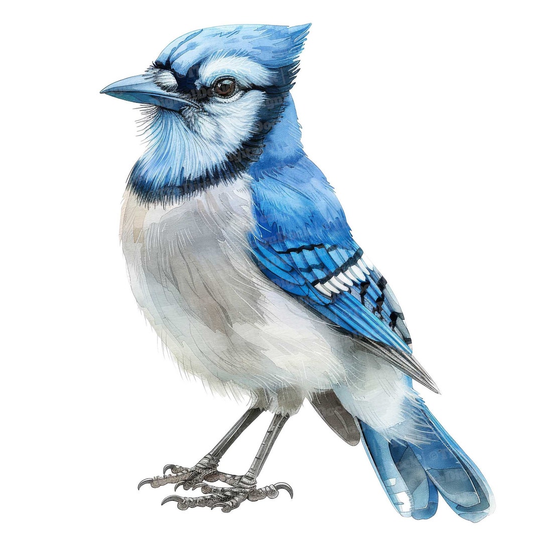 12 Blue Jay Clipart, Watercolor Bird Clipart, Printable Watercolor ...
