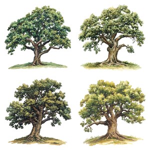 Old Oak Tree PNG Clipart, 12x Watercolor Tree Clip Art Set, Printable ...