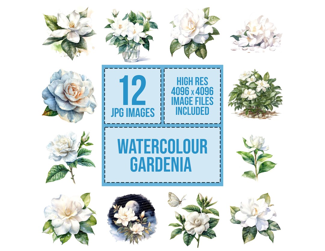 Gardenia Flower Clipart, 12x Watercolor Illustration, Digital Clip Art ...