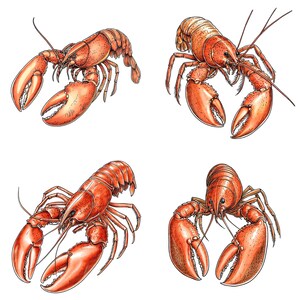 Red Lobster PNG Clipart, 12x Watercolor Marine Life Clip Art Set ...