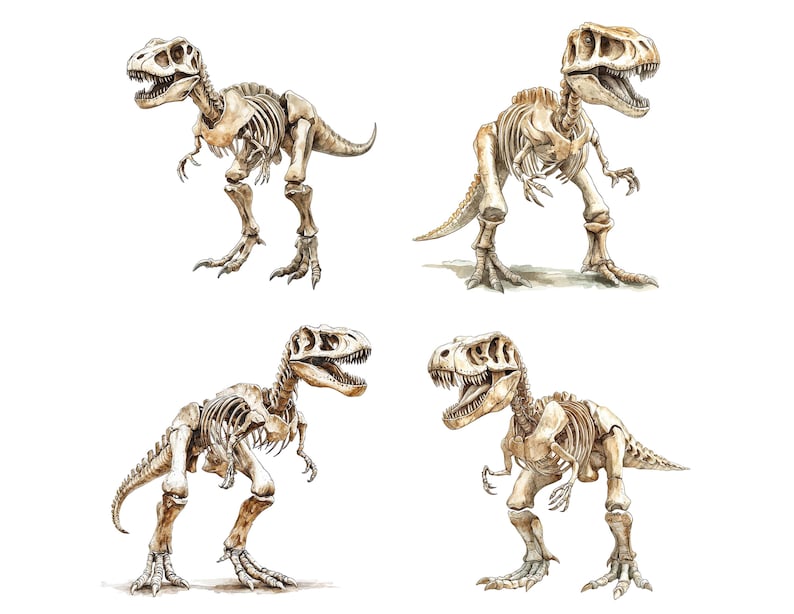 T-rex Skeleton PNG Clipart, 12x Dinosaur Fossil Clip Art Set, Rintable ...