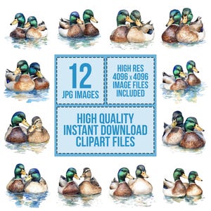 12 Mallard Duck Pair Clip Art, Watercolor Wildlife Ducks Set, Printable ...