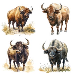 Buffalo PNG Clipart, 12x Watercolor Bison Clip Art Set, Rustic Farm ...