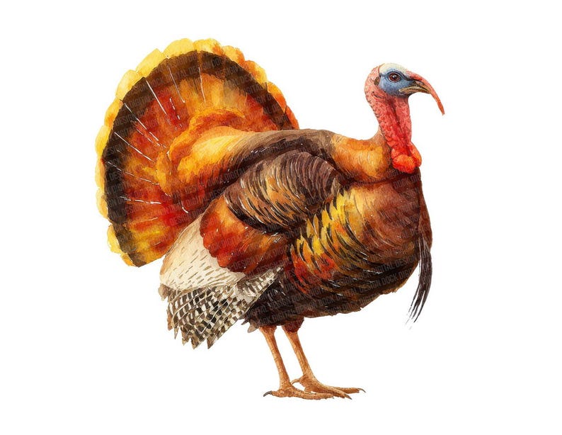 Thanksgiving Turkey Clipart, 12x Fall Harvest Pngs, Printable ...