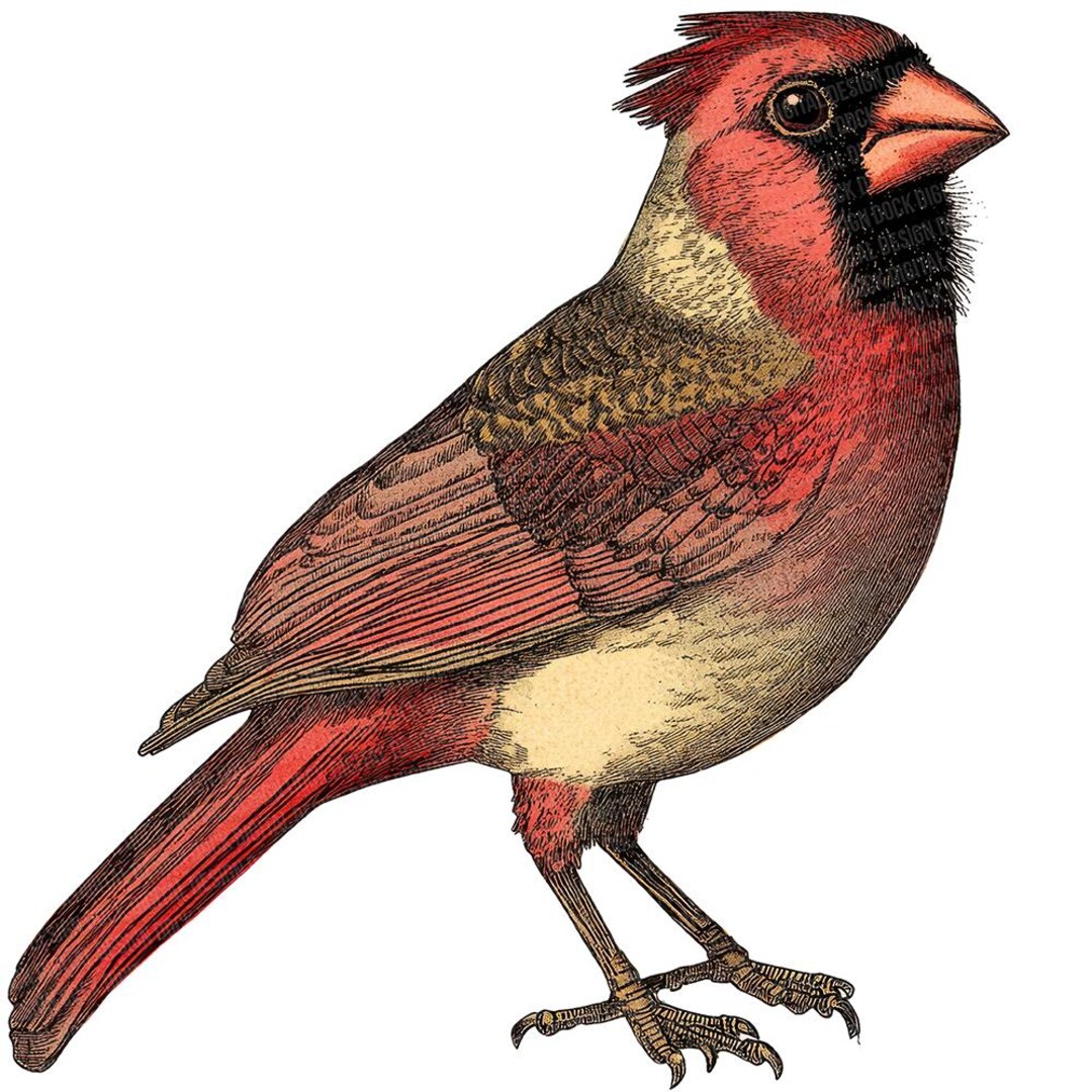 Vintage Garden Birds Set A PNG Clipart, 12x Vintage Bird Clip Art Set ...