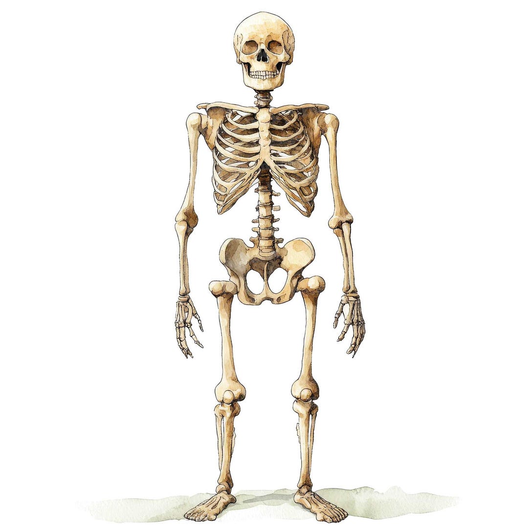 12x Skeleton Anatomy Clipart, Human Skull, Watercolor Human Body Art ...