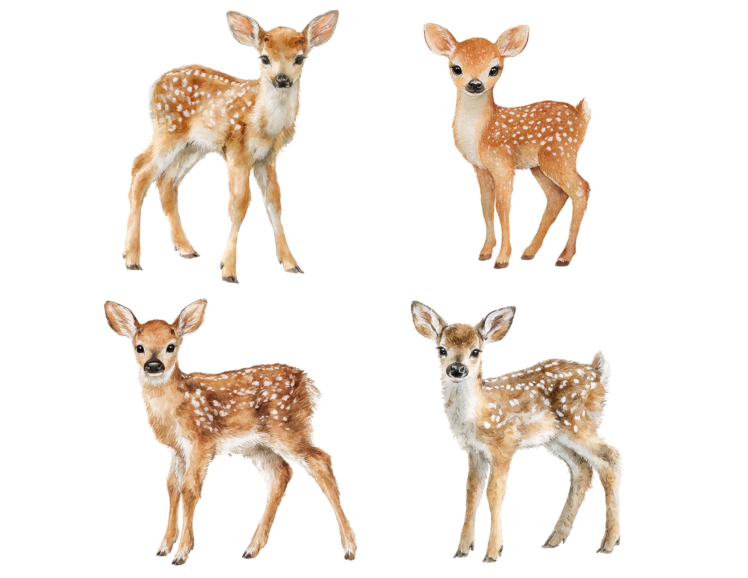 Fawn Clipart PNG, 12x Watercolor Forest Animal Clip Art Set, Printable ...