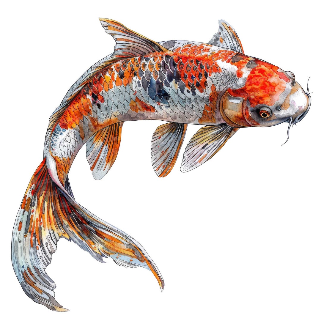 Koi Fish Clipart, 12 Jpgs, Watercolor Koi Illustration, Printable ...