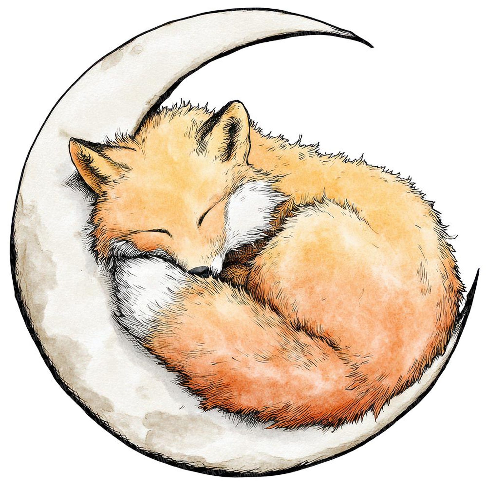12x Crescent Moon Fox PNG Clipart, Watercolor Sleeping Foxes Clip Art ...