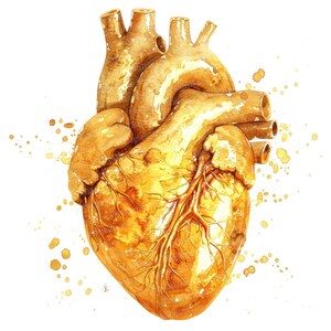 12x Gold Human Heart Clipart, Golden Hearts Clipart, Printable ...