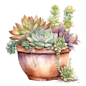 12x Potted Succulents Clipart, Pot Plants Floral Clipart, Printable ...