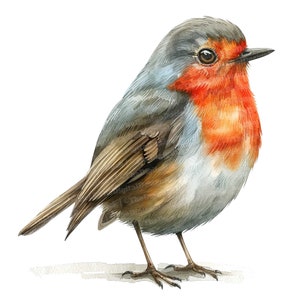 12 Robin Clipart, Watercolor Bird Clipart, Printable Watercolor Clipart ...