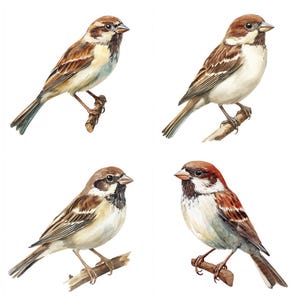 Sparrow Clipart PNG, 12x Watercolor Bird Clip Art Set, Printable ...