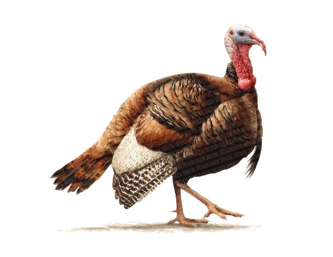Turkey PNG Clipart, 12x Walking Turkey Clip Art Set, Printable ...