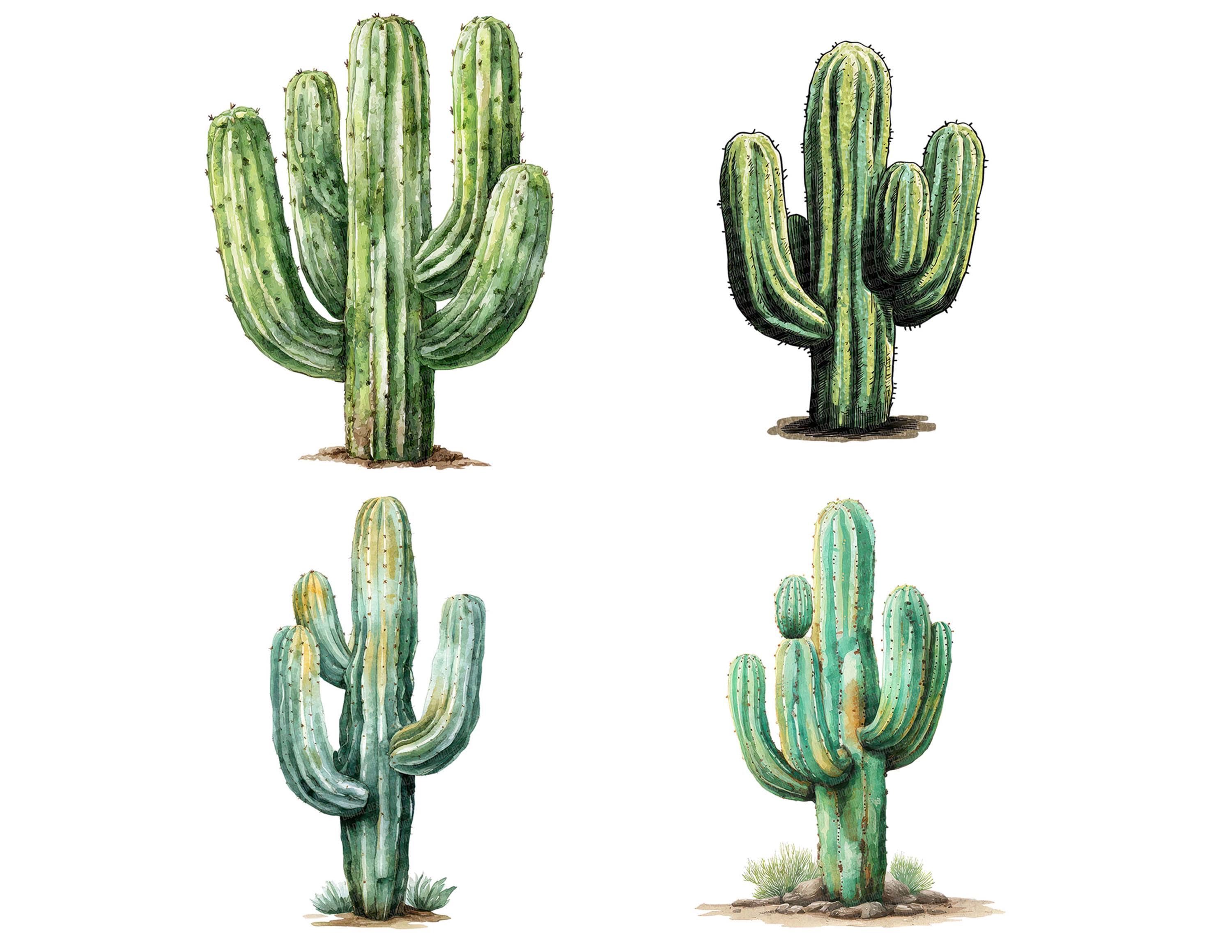 12x Watercolour Cactus PNG Clipart, Desert Plant Clip Art Set ...
