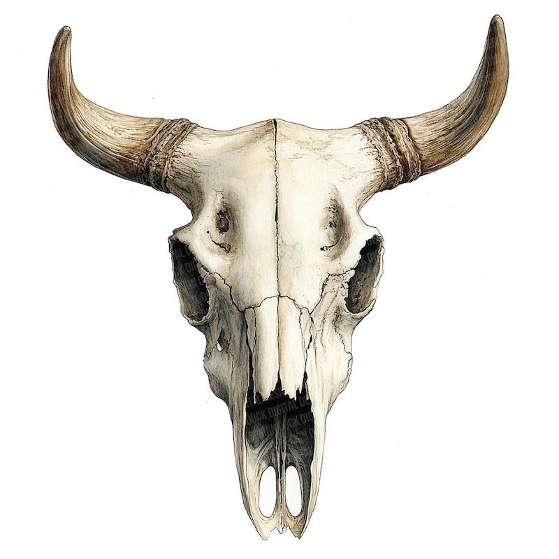 Animal Skulls Clip Art - Etsy