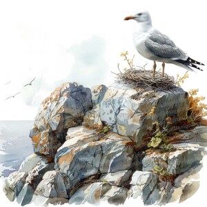 12x Seagulls Clipart, Gulls Nesting Cliffs Clipart, Printable ...