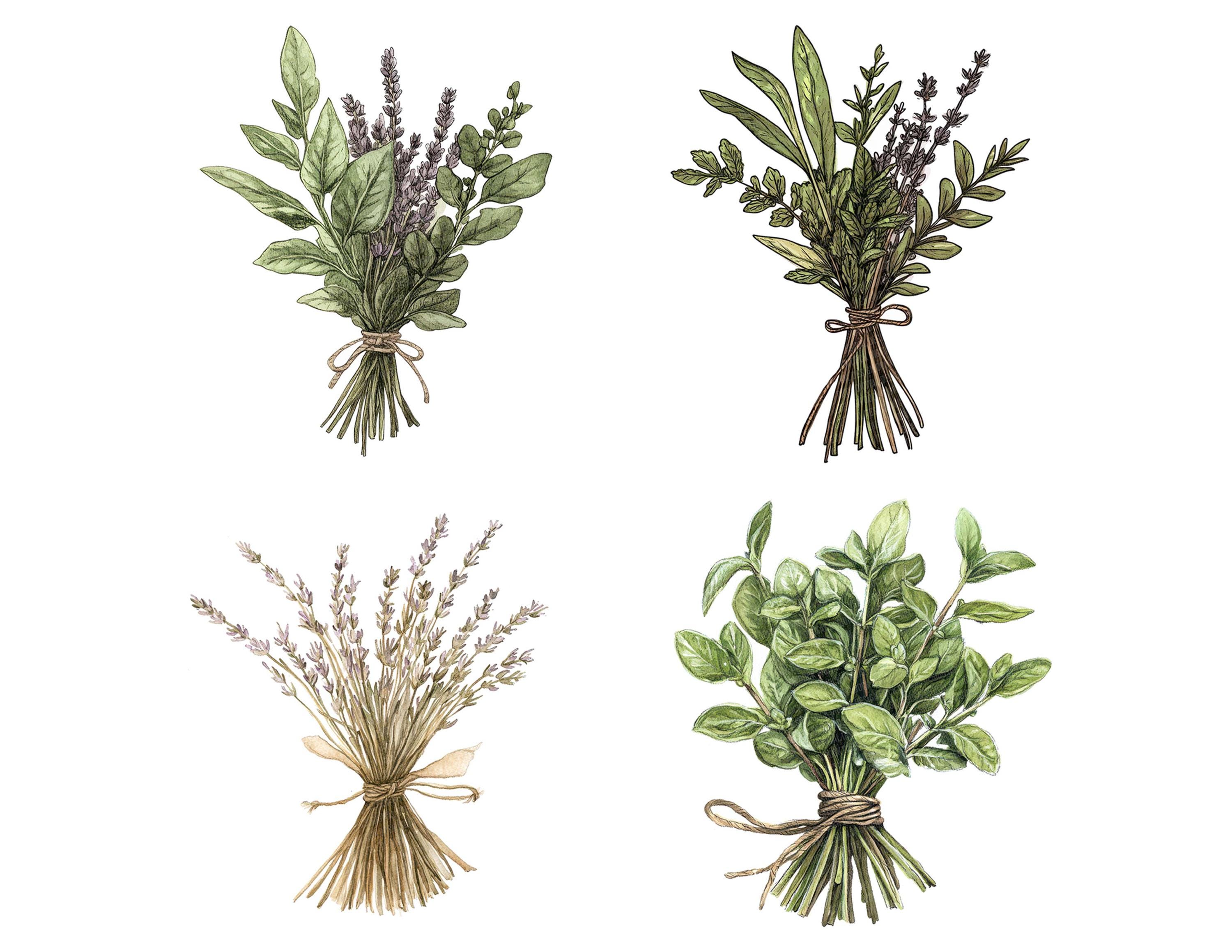Tied Herb Bundle PNG Clip Art, 12x Culinary Herb Clipart PNG Set ...