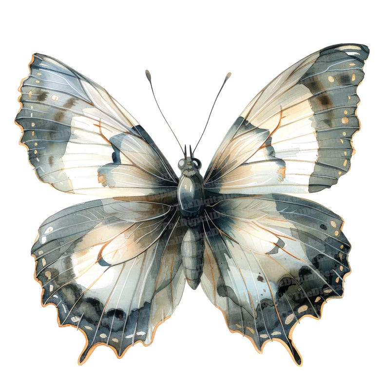 12 Glasswing Butterfly Clipart, Watercolor Butterfly Art, Printable ...