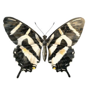 12 Zebra Longwing Butterfly Clipart, Watercolor Butterfly Art ...