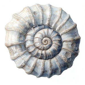 12x Fossil Ammonite Clipart, Vintage Shell Fossils, Printable ...