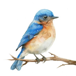 12 Bluebird Clipart, Watercolor Bird Clipart, Printable Watercolor ...