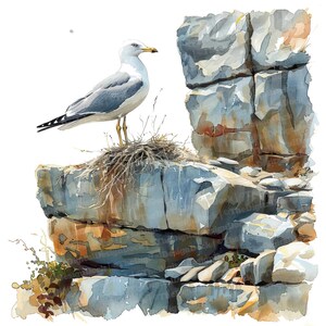 12x Seagulls Clipart, Gulls Nesting Cliffs Clipart, Printable ...