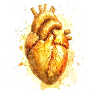 12x Gold Human Heart Clipart, Golden Hearts Clipart, Printable ...