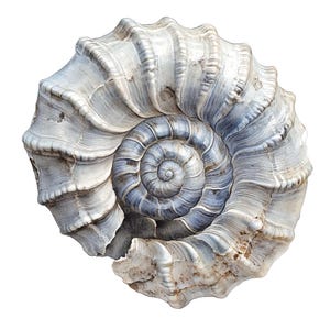 12x Fossil Ammonite Clipart, Vintage Shell Fossils, Printable ...