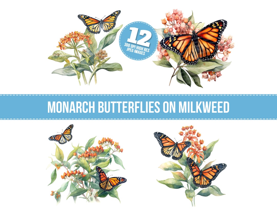 Monarch Butterflies Clipart, 12 Jpgs, Milkweed Art Images, Printable ...
