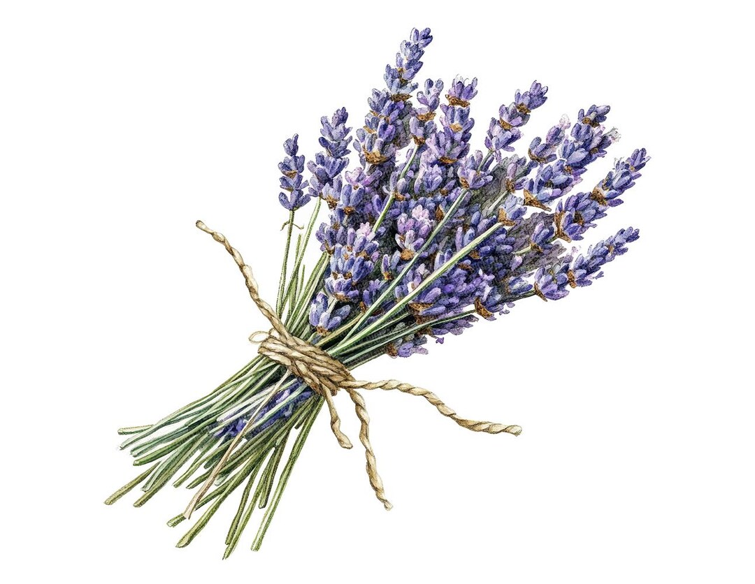 Lavender PNG Clipart, 12x Tied Lavender Bundle Clip Art , Printable ...