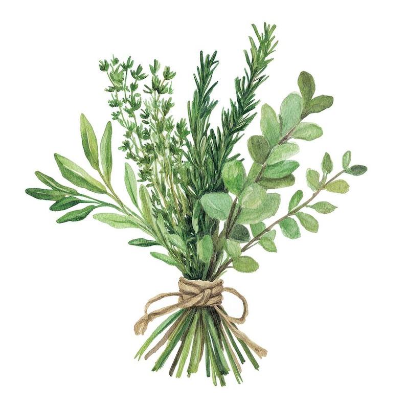 Tied Herb Bundle PNG Clip Art, 12x Culinary Herb Clipart PNG Set ...