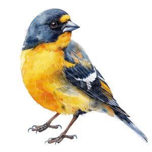 12 Goldfinch Clipart, Watercolor Bird Clipart, Printable Watercolor ...