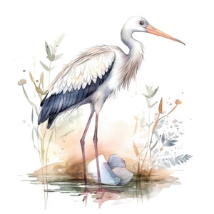 12x Watercolor Stork Clipart, Stork Design Clipart, Printable ...