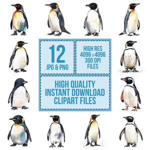 Penguin PNG Clipart, 12x Watercolor Antarctic Animal Clip Art Set ...