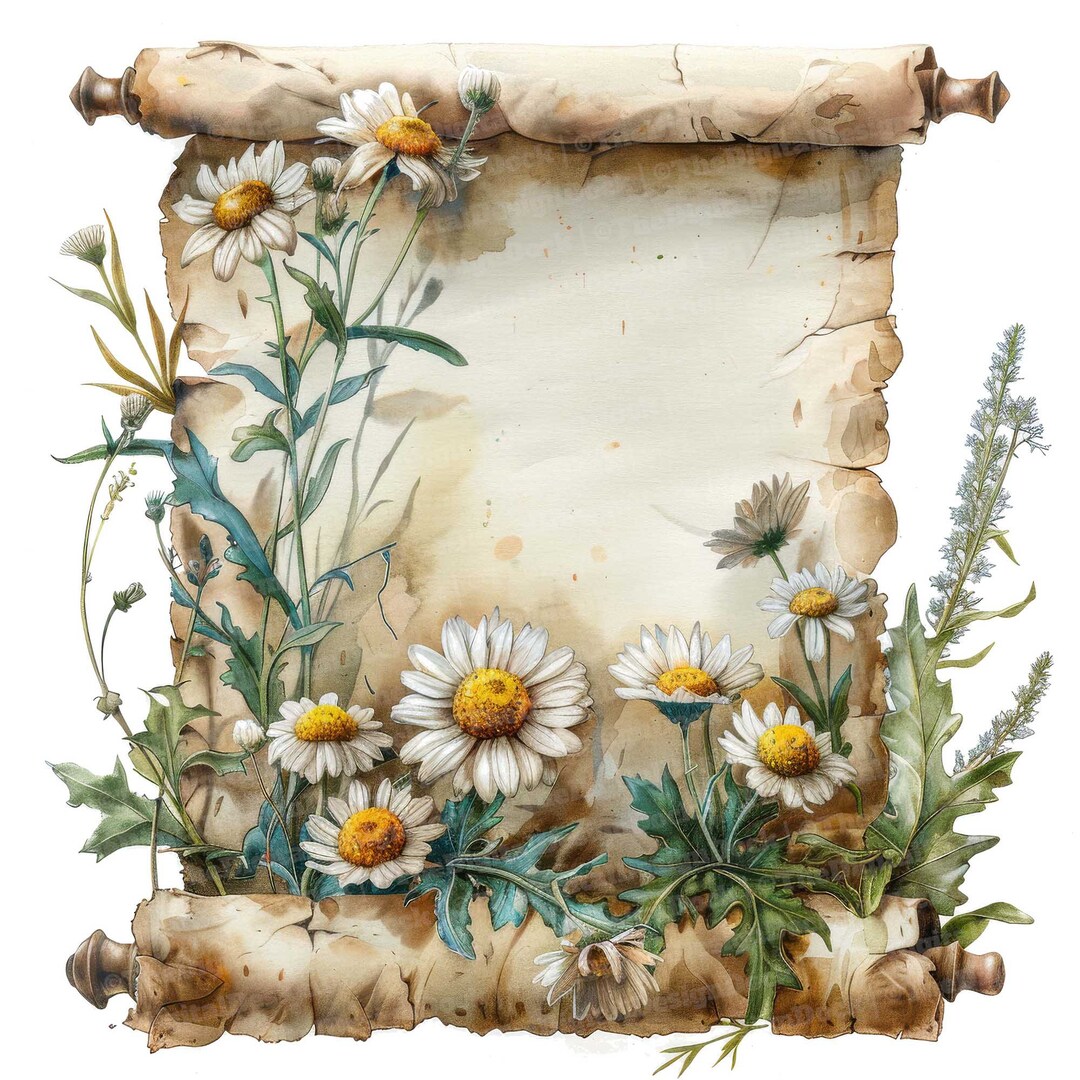 Daisy Scroll Clipart, 12 Jpgs, Vintage Floral Scroll Clipart, Printable ...