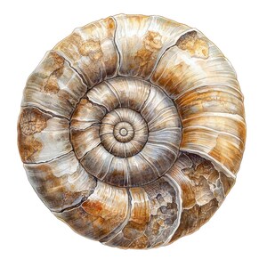12 Ammonite Fossil Clipart, Vintage Nautical Shells, Printable ...