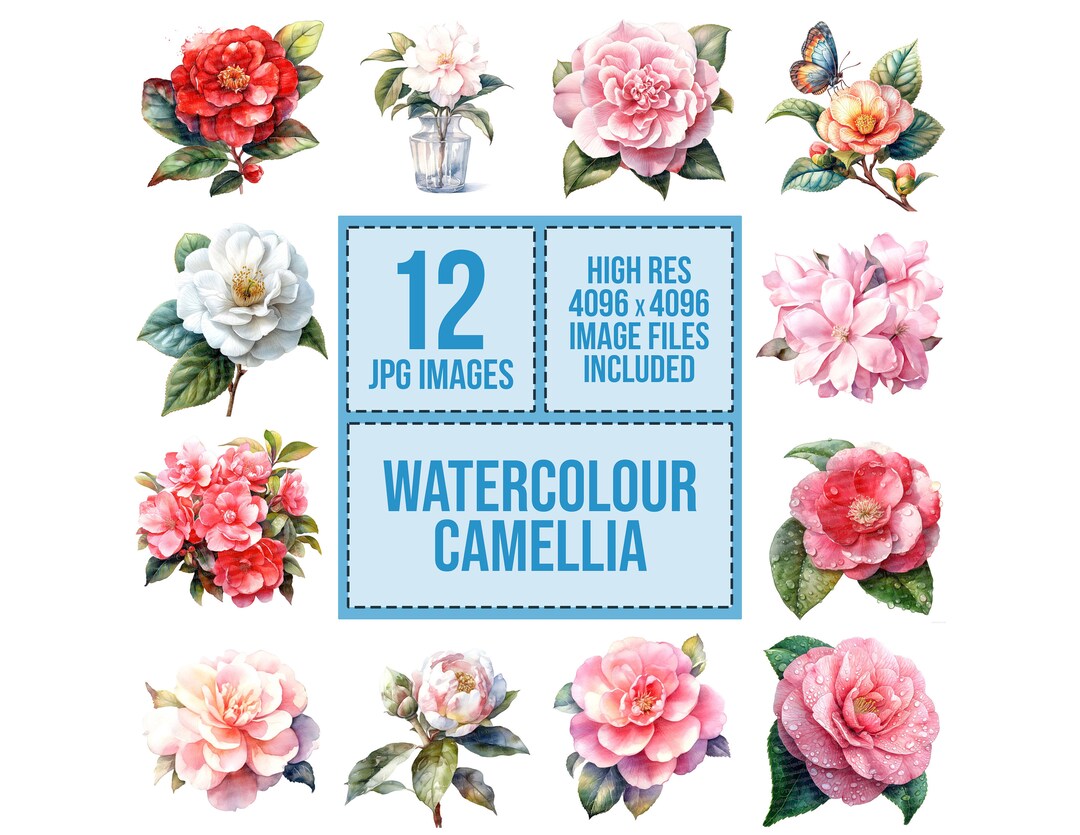 12x Camellia Flower Clipart, Watercolor Illustrations, Digital Clip Art ...