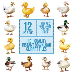 Duck PNG Clipart, 12x Oil Painted Farm Duck Clip Art Set, Printable ...