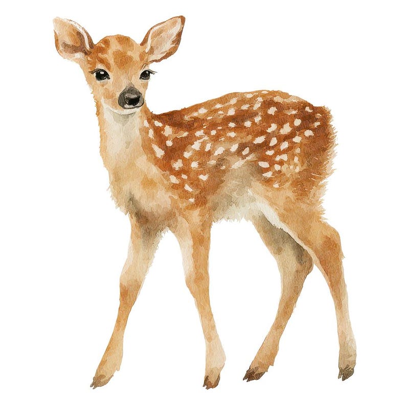 Fawn Clipart PNG, 12x Watercolor Forest Animal Clip Art Set, Printable ...