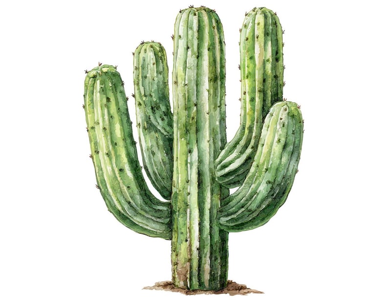 12x Watercolour Cactus PNG Clipart, Desert Plant Clip Art Set ...