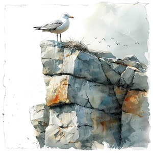 12x Seagulls Clipart, Gulls Nesting Cliffs Clipart, Printable ...